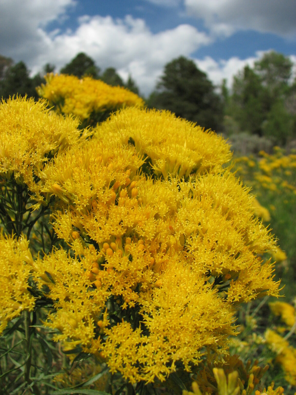 Rabbit Brush Plant Profile – House of Aromatics